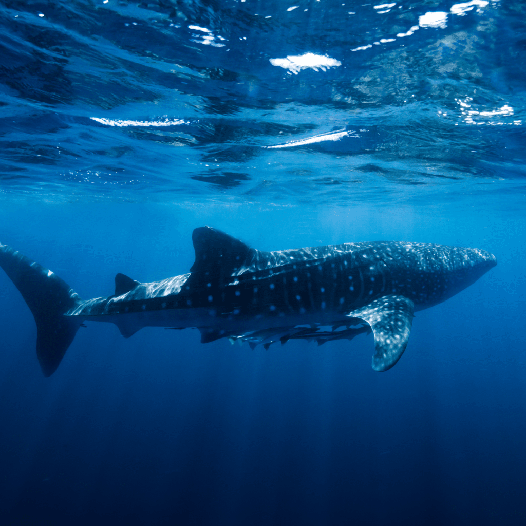 Excursion Snorkeling et Nager Avec Les Requins Baleines